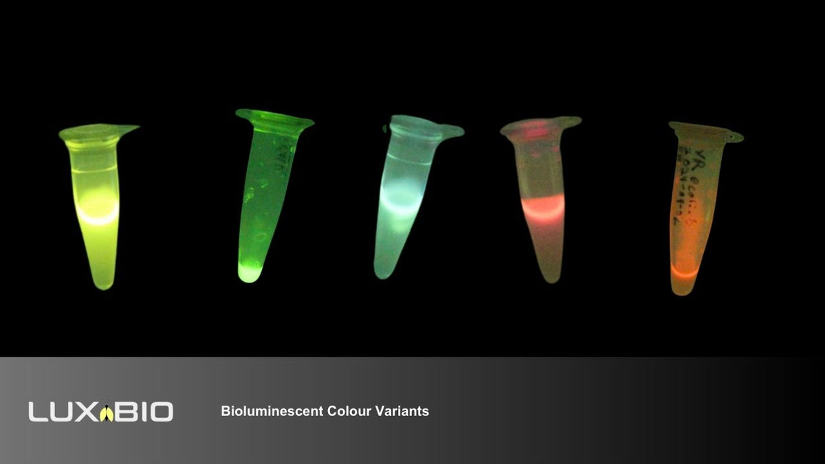 Lux Bio - Bioluminescent Samples – Glow with LÜMI